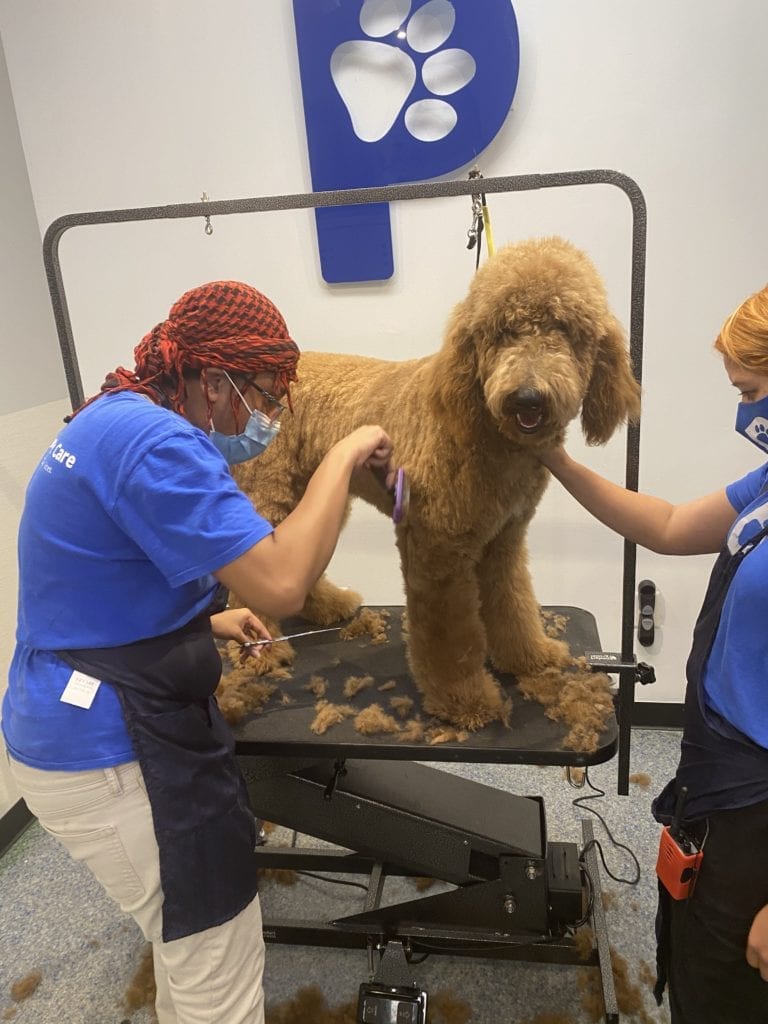 The Ins and Outs of Fear Free Grooming | Patrick's Pet Care