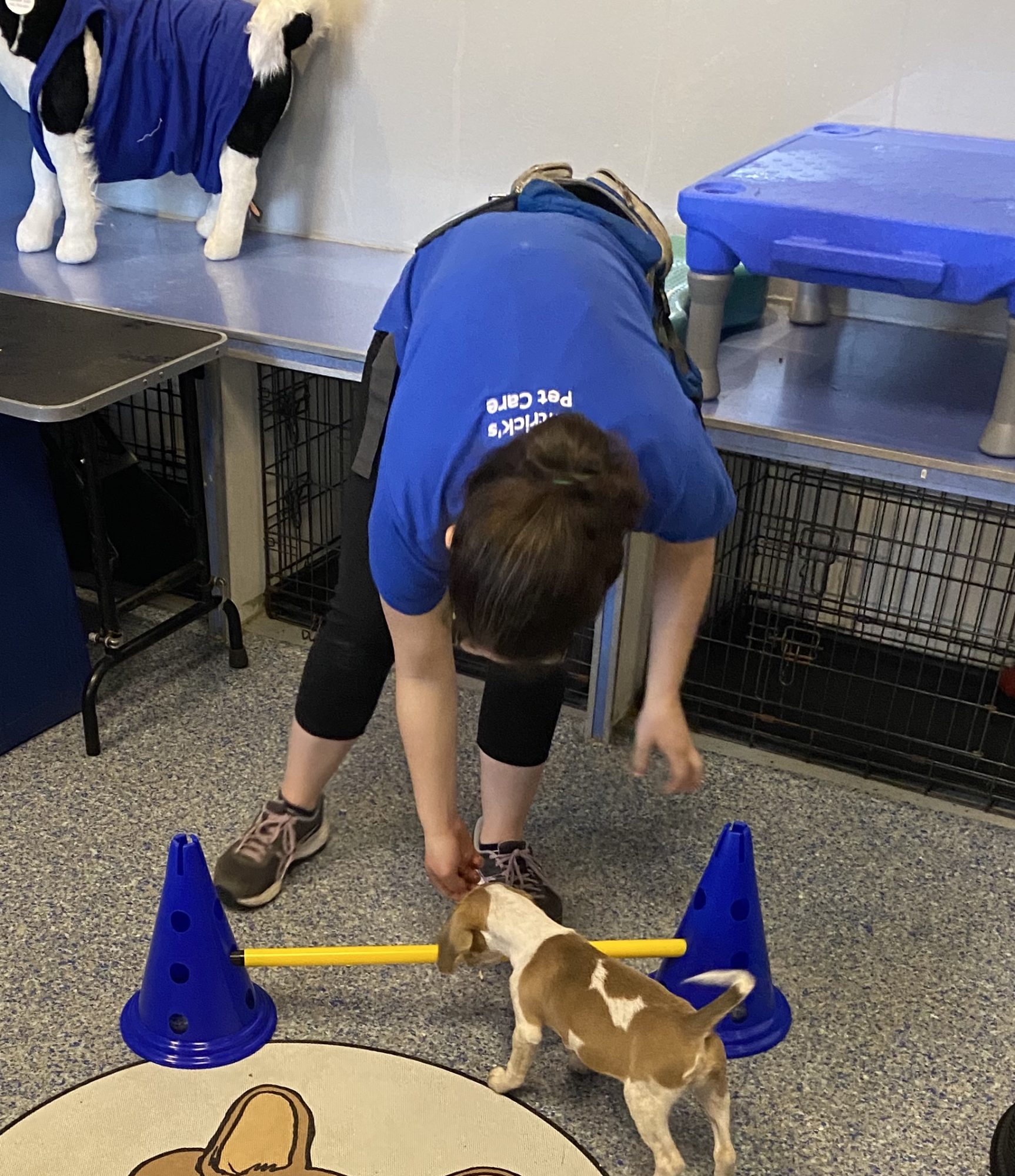 Pre-Puppy Preparation: Start Your Puppy On The Right Paw | Patrick's ...